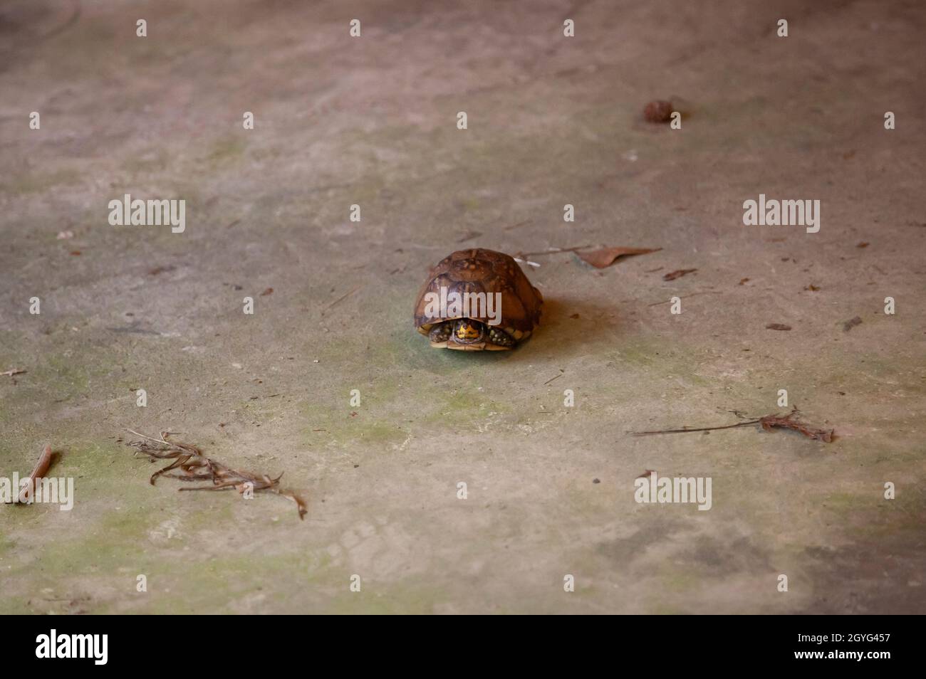 Eastern box turtle hiding hi-res stock photography and images - Alamy