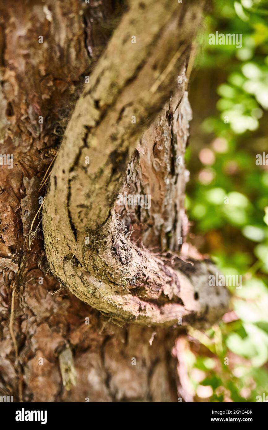 Tree with flaking bark and a thick vine growing up it Stock Photo - Alamy