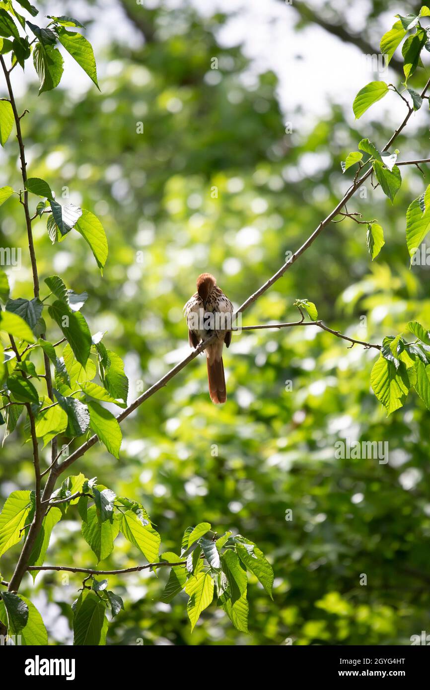 Brown thrasher (Toxostoma rufum) grooming from its perch on a tree ...