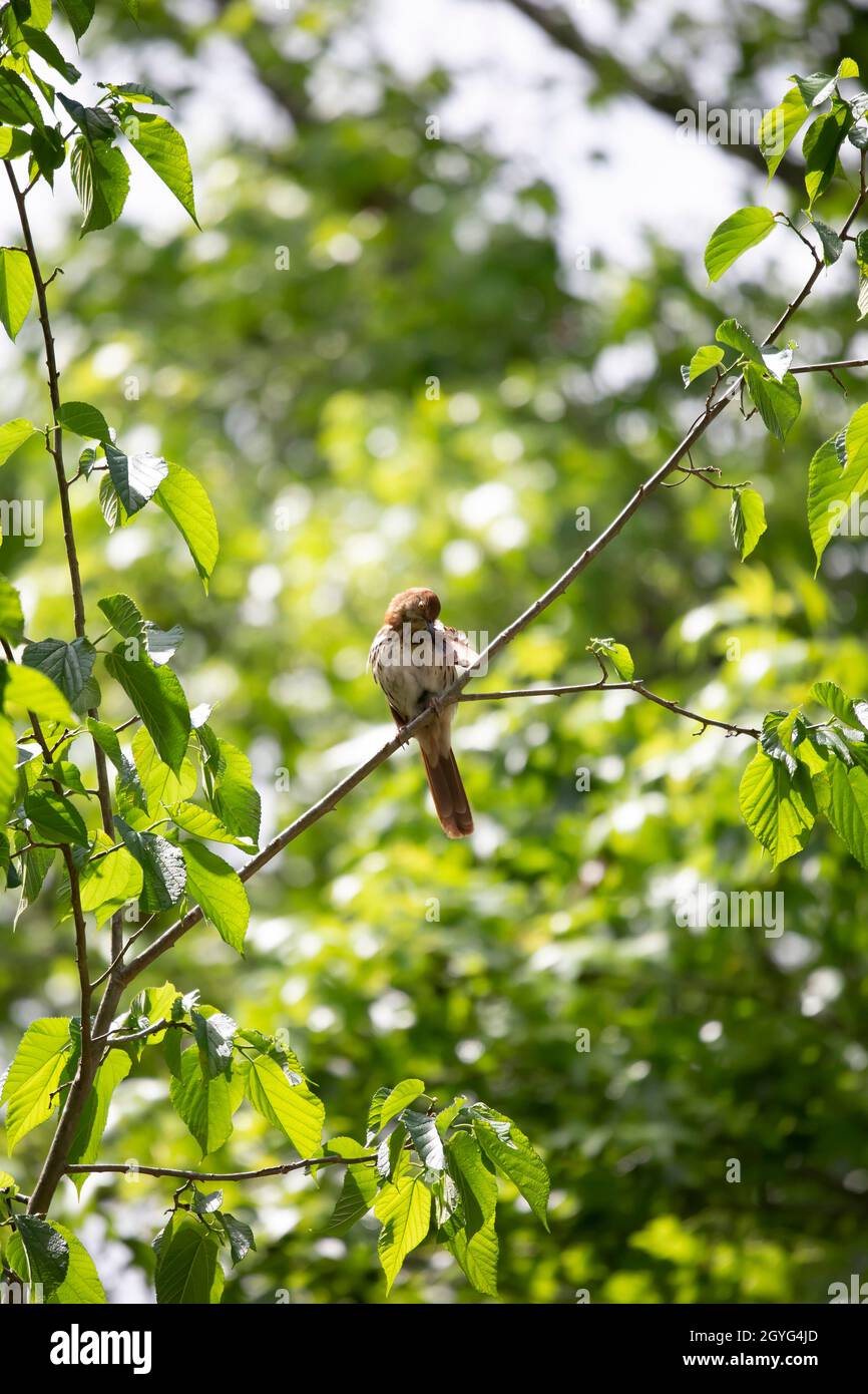 Brown thrasher (Toxostoma rufum) grooming from its perch on a tree ...