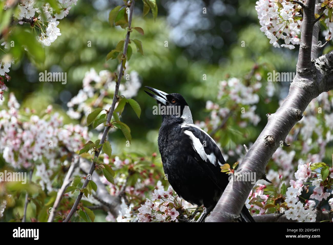Australian magpie singing hi-res stock photography and images - Alamy