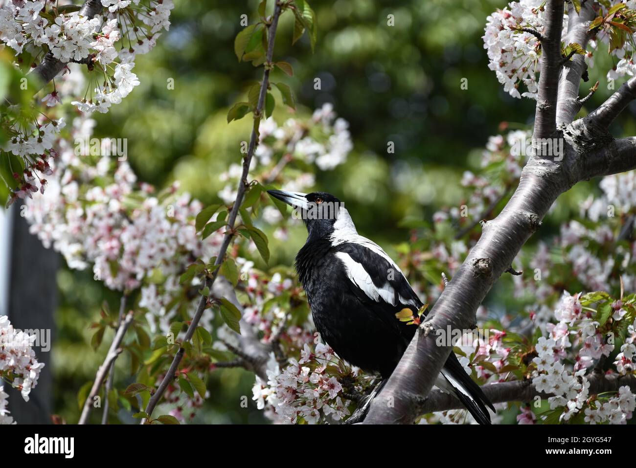 Australian magpie perched in a sunlit tree, surrounded by many small ...
