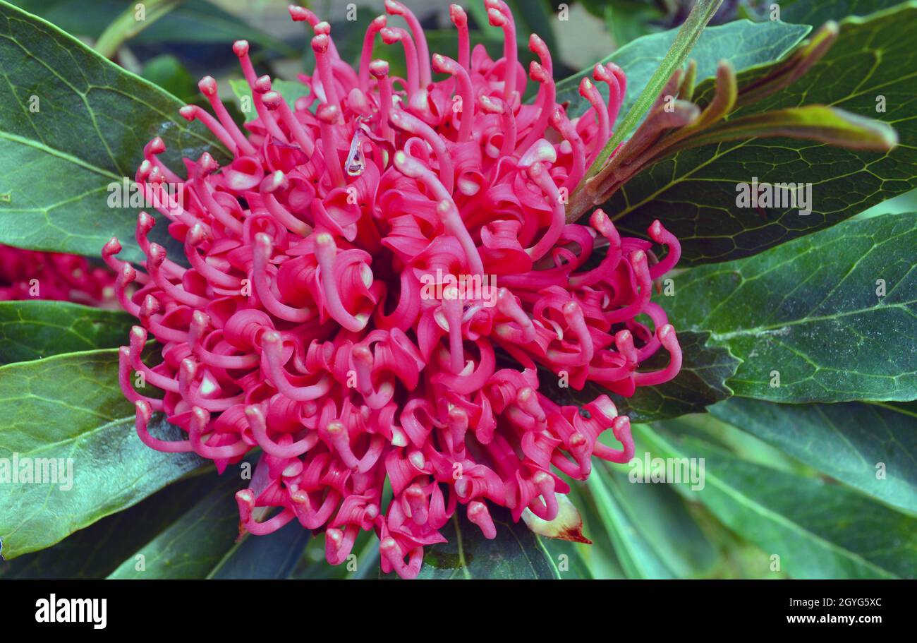 Native waratah telopea flowers australia hi-res stock photography and ...