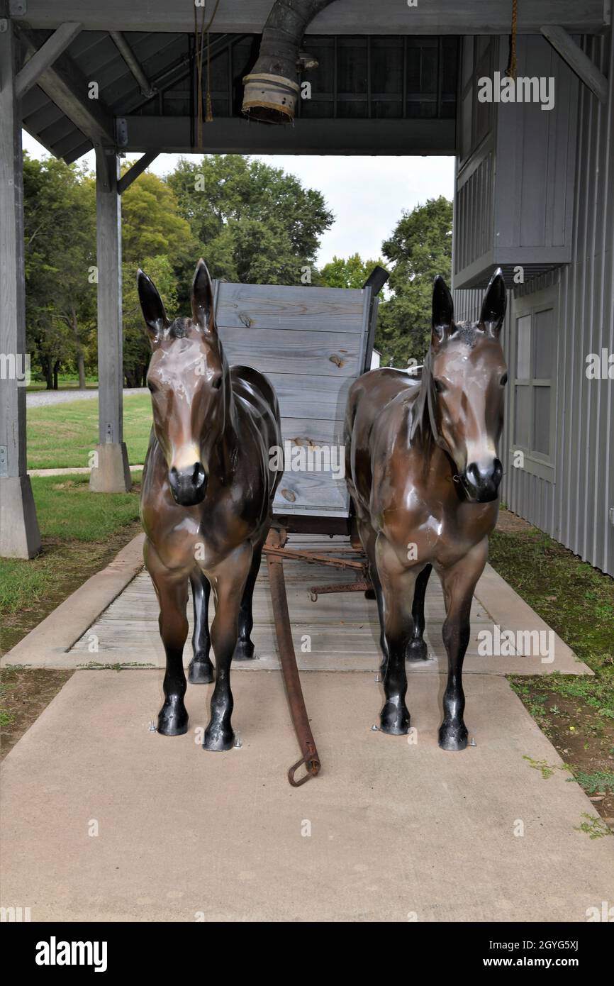 A mule drawn wagon carrying cotton to the gin Stock Photo - Alamy