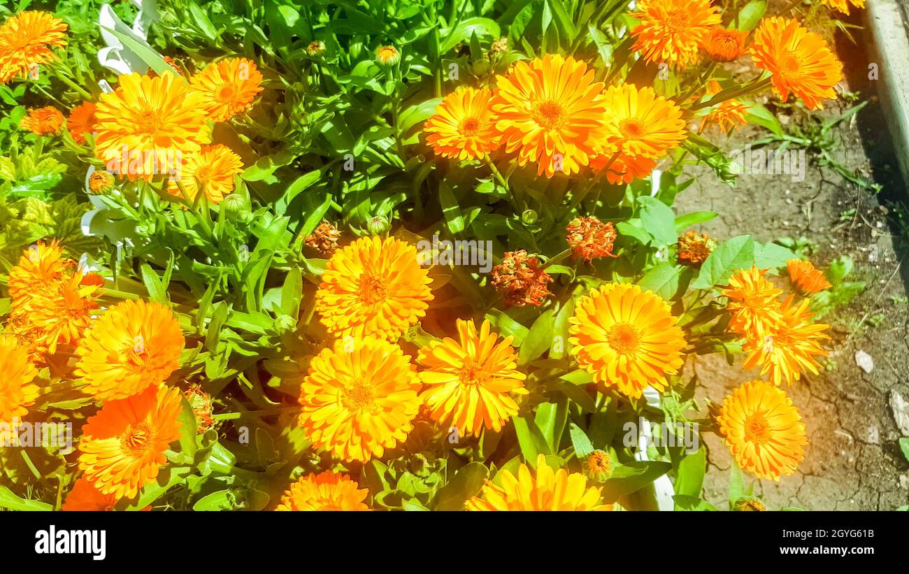 orange calendula flowers in a light wind on a sunny day against a ...