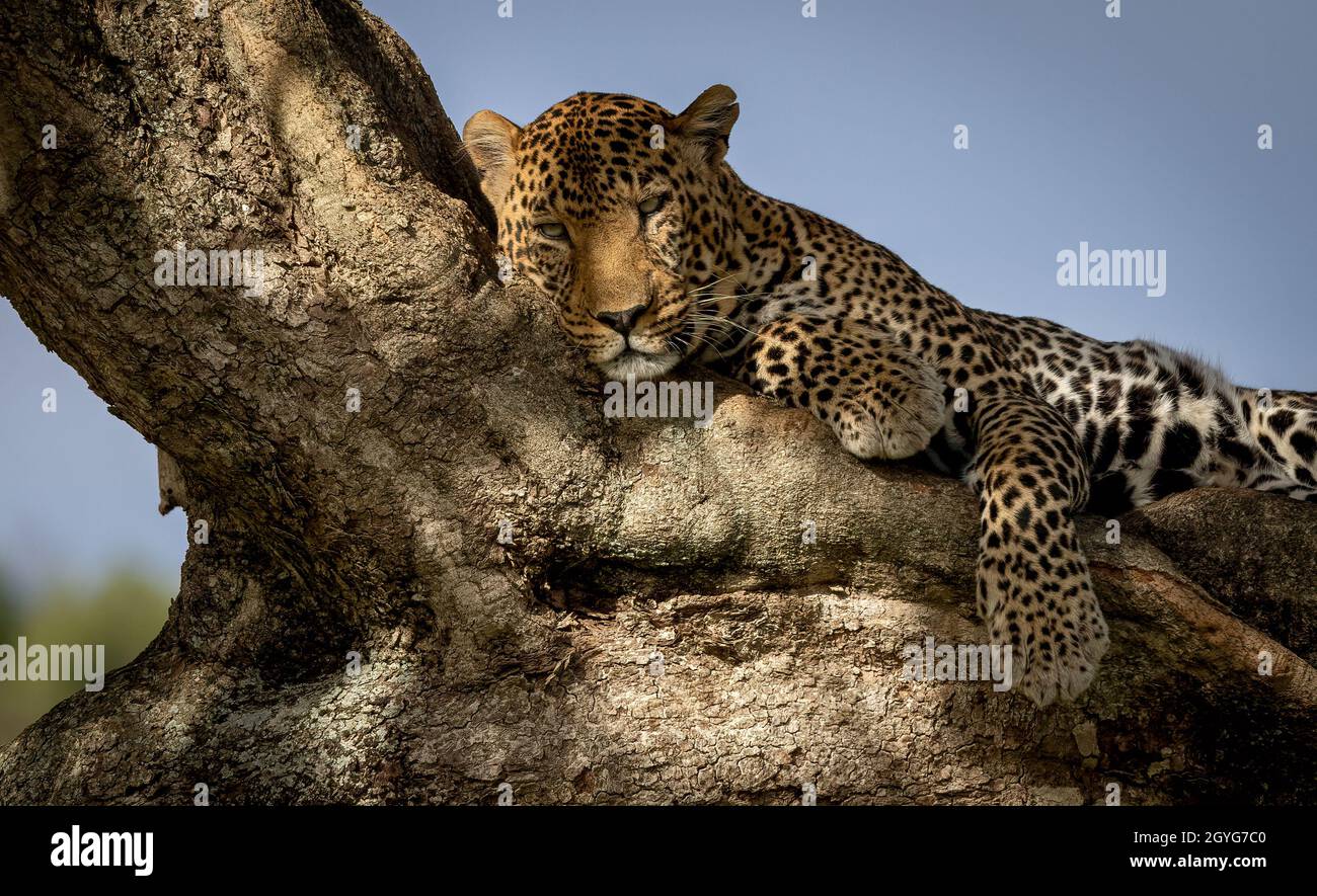 A leopard in the Maasai Mara, Africa Stock Photo - Alamy