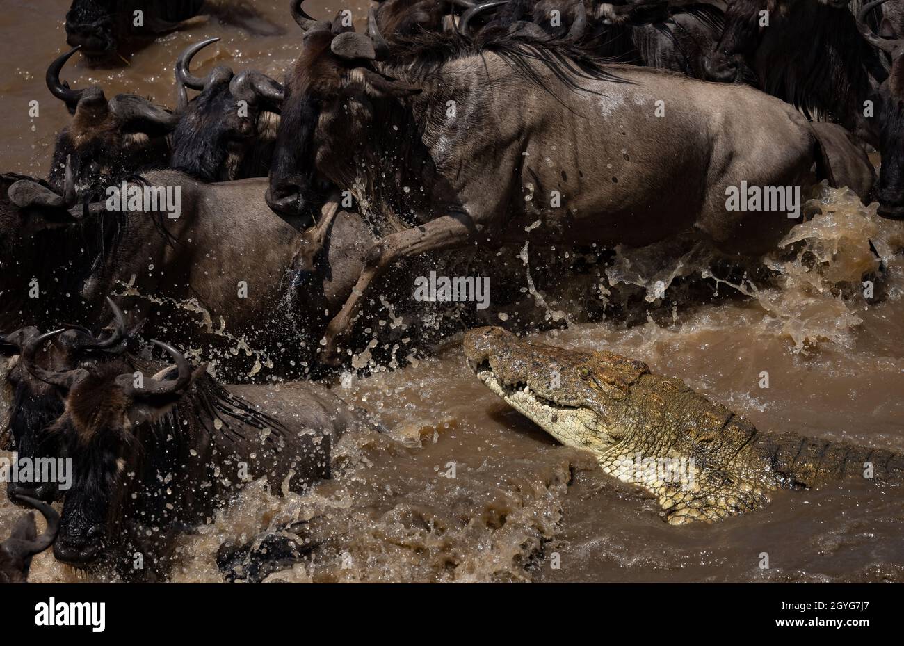 Tanzania crocodile wildebeest river hi-res stock photography and images ...
