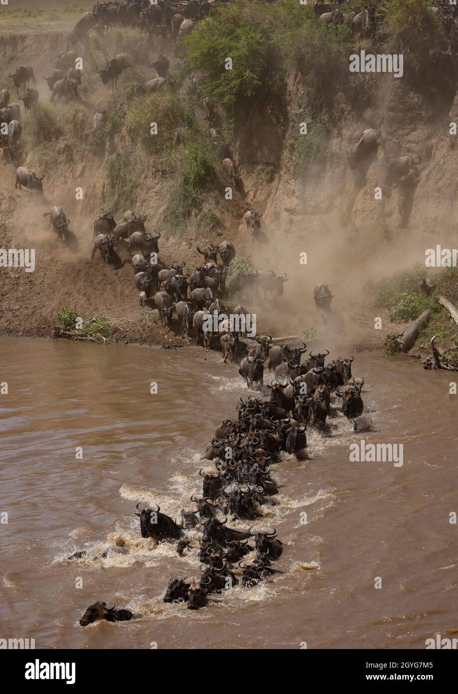 The great wildebeest migration in Africa Stock Photo - Alamy