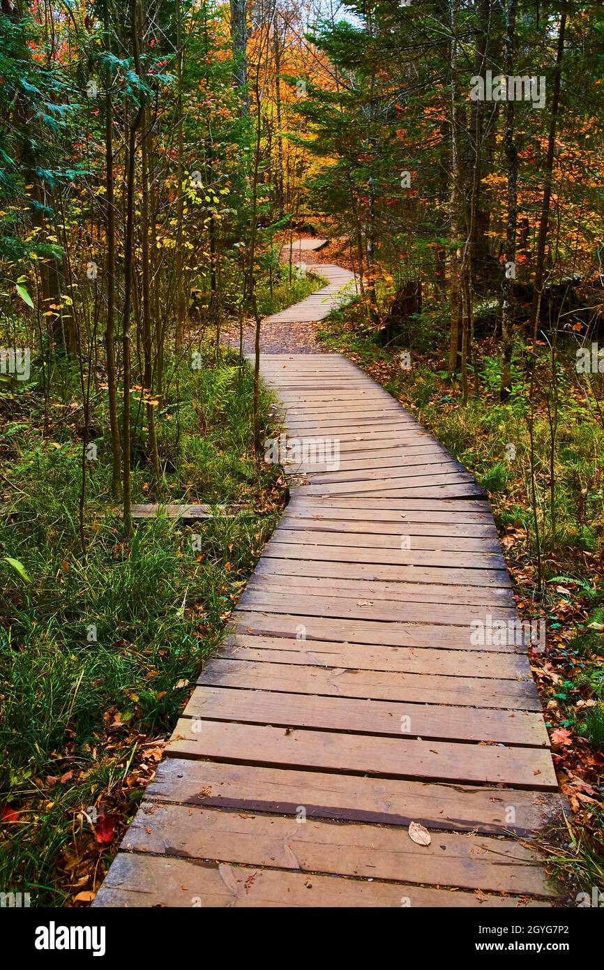 Winding wood plank forest path with tall and thin trees during the fall ...