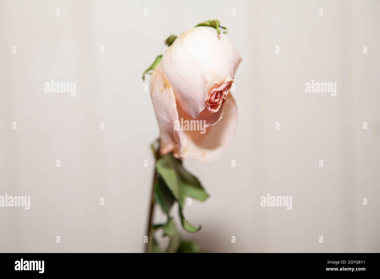 Dying plant concepts hi-res stock photography and images - Alamy