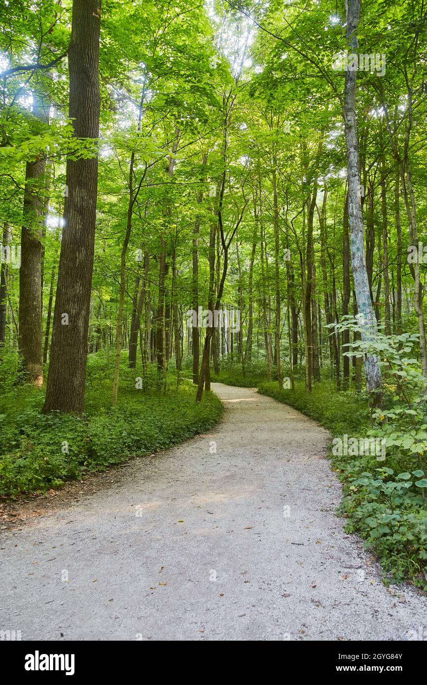 Simple forest path leads into a green woodland area Stock Photo - Alamy