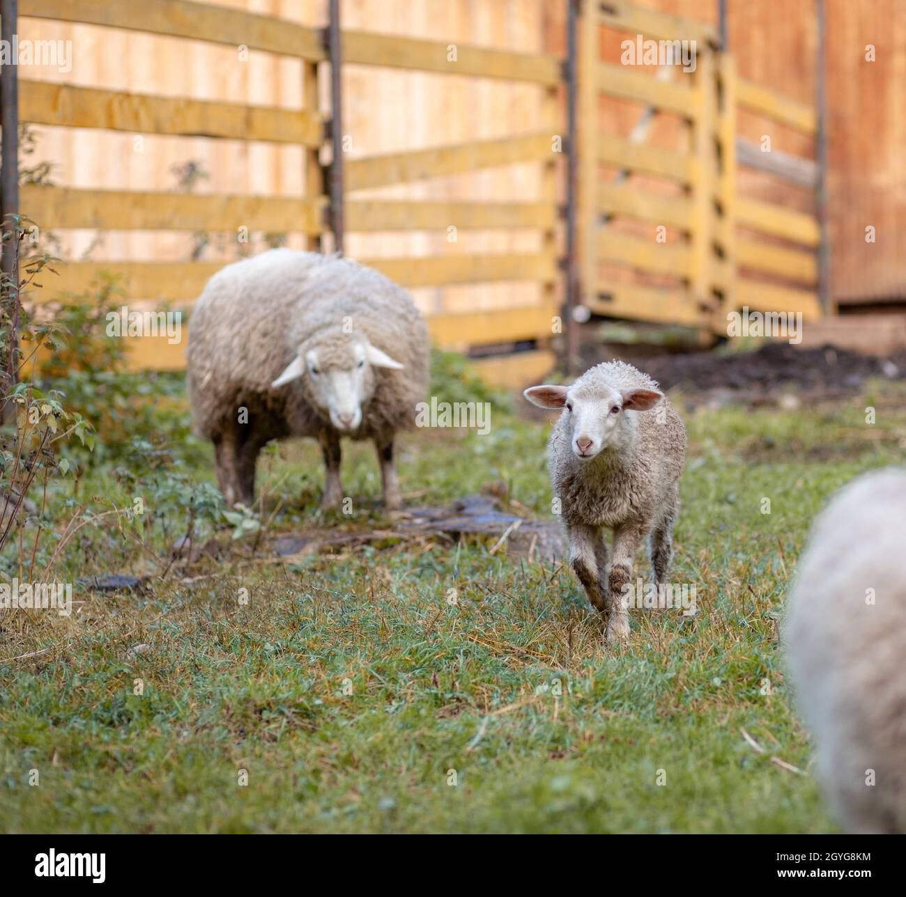 Curly sheep hi-res stock photography and images - Alamy