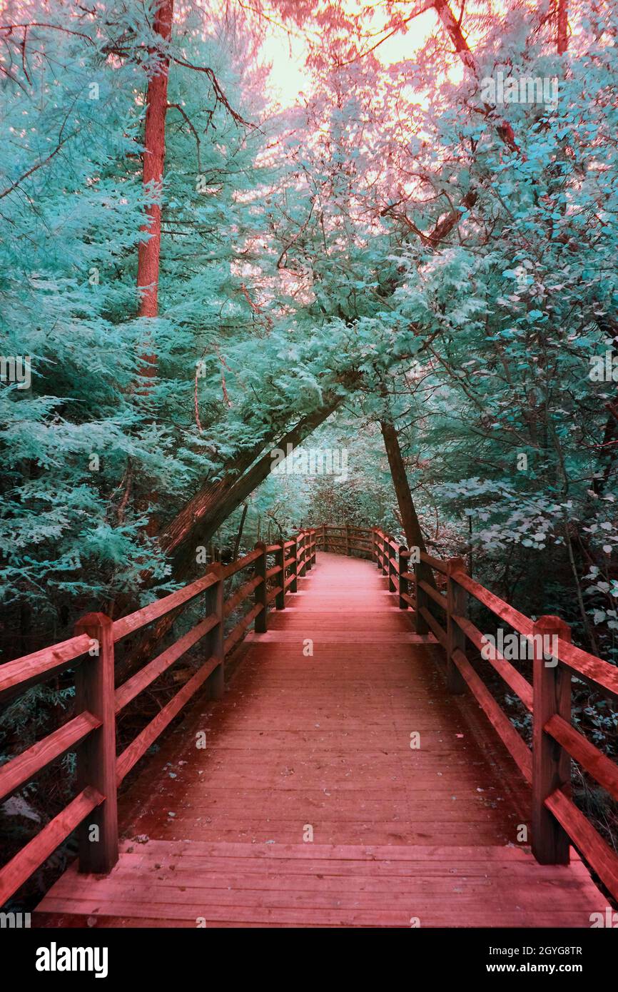 Infrared forest of teal that has trees leaning over a red wood path ...
