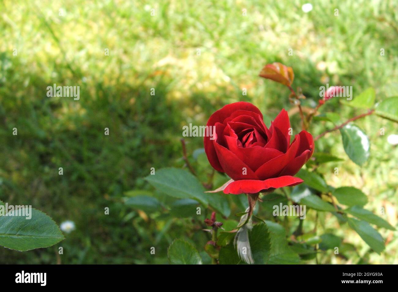 A single miniture red Rose in early Spring Stock Photo - Alamy