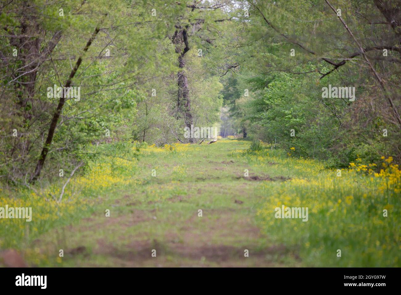 Mud, green grass, and yellow flowers along a cleared pathway through a forest Stock Photo - Alamy