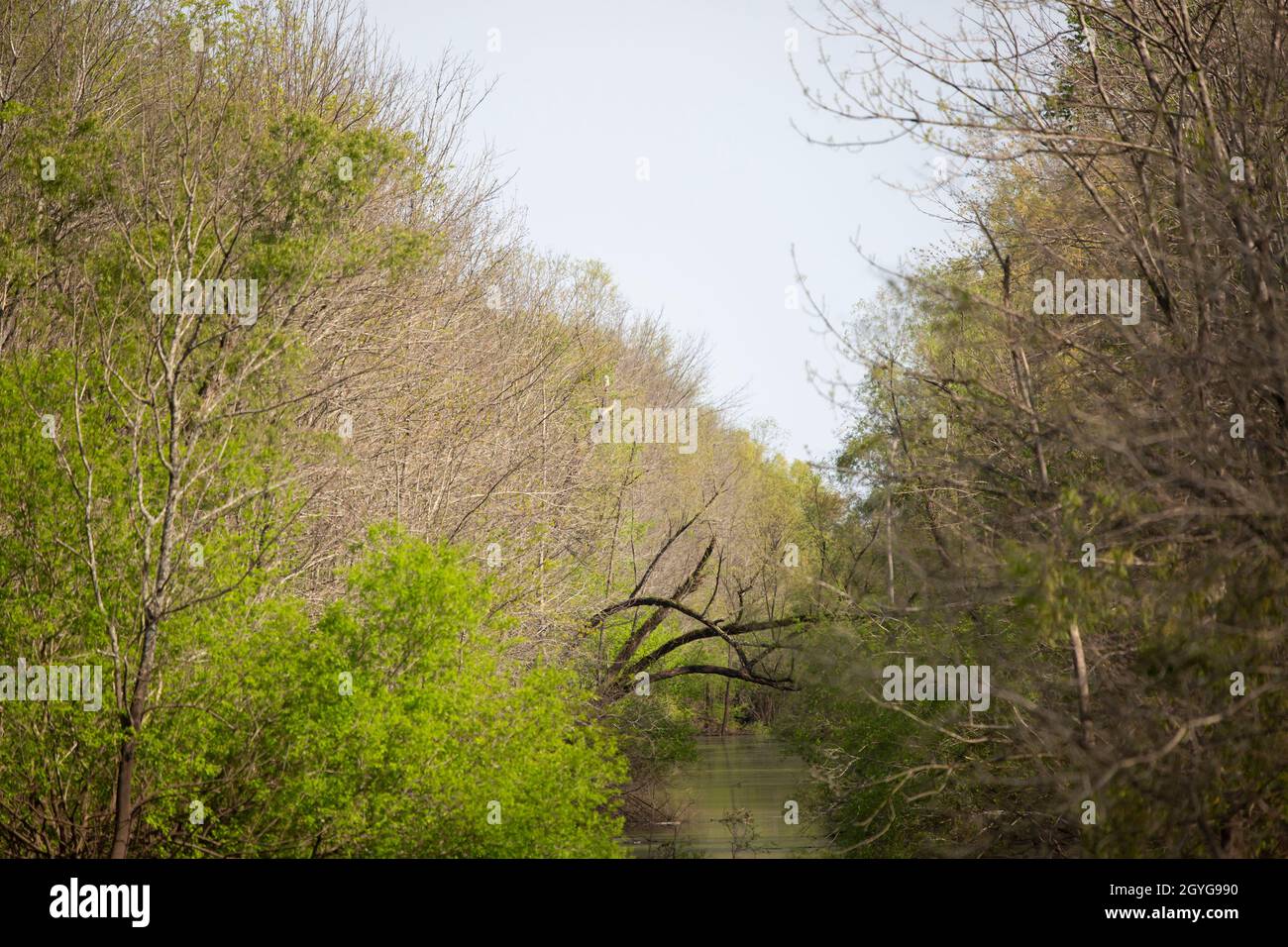 Tree limbs arching above a stream cutting through a forest Stock Photo ...