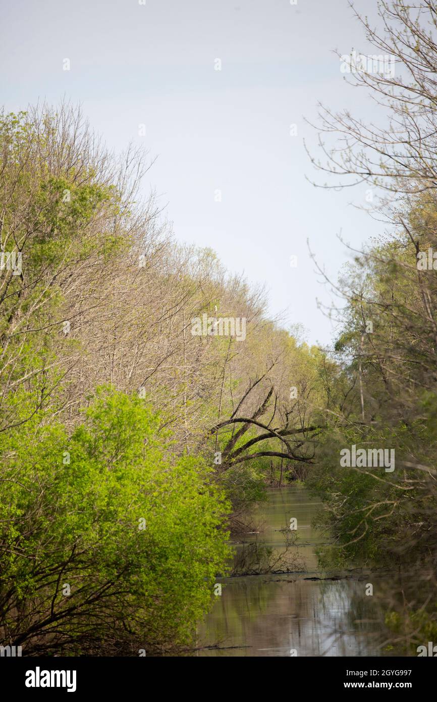 Tree limbs arching above a stream cutting through a forest Stock Photo ...