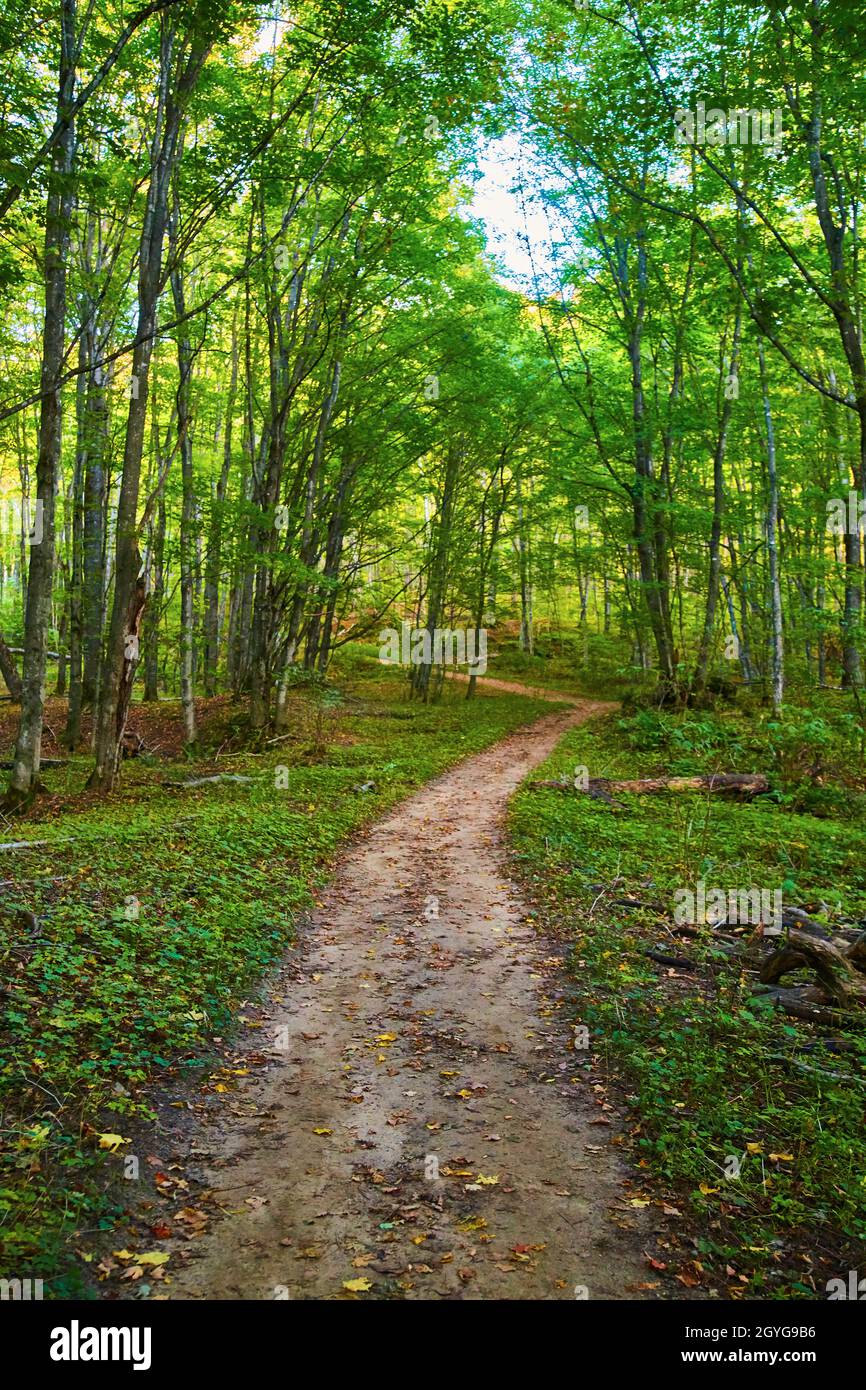 Dirt path through young forest of green trees Stock Photo - Alamy