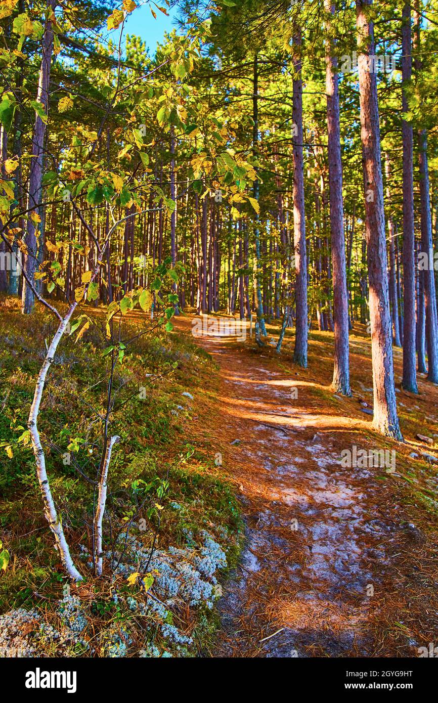 Pine needles over sandy forest trail with white birch tree and pine ...