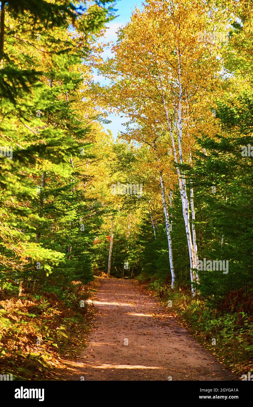 Yellow birch or aspen trees line one side of a path while pine trees ...