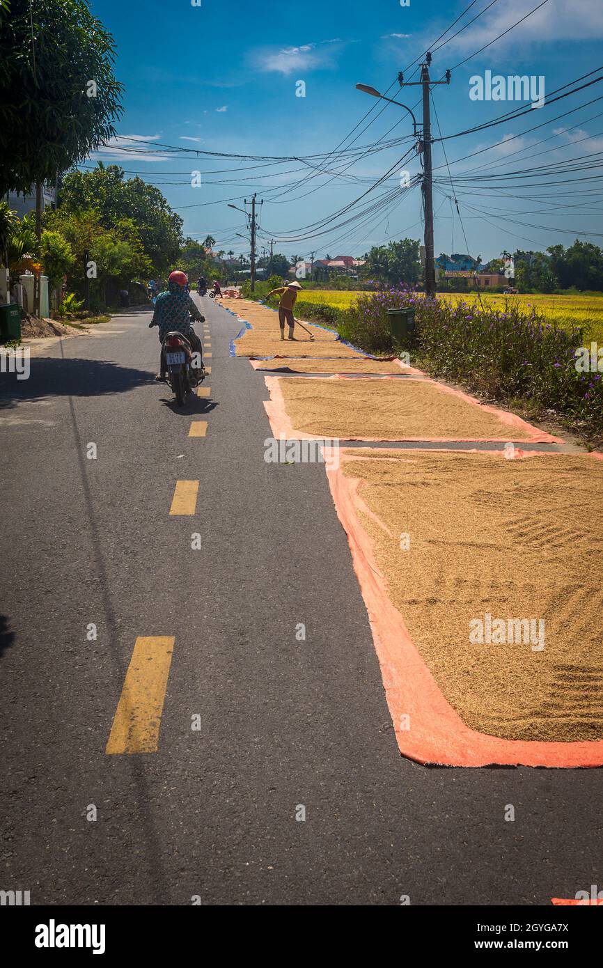 Drying out rice hi-res stock photography and images - Alamy