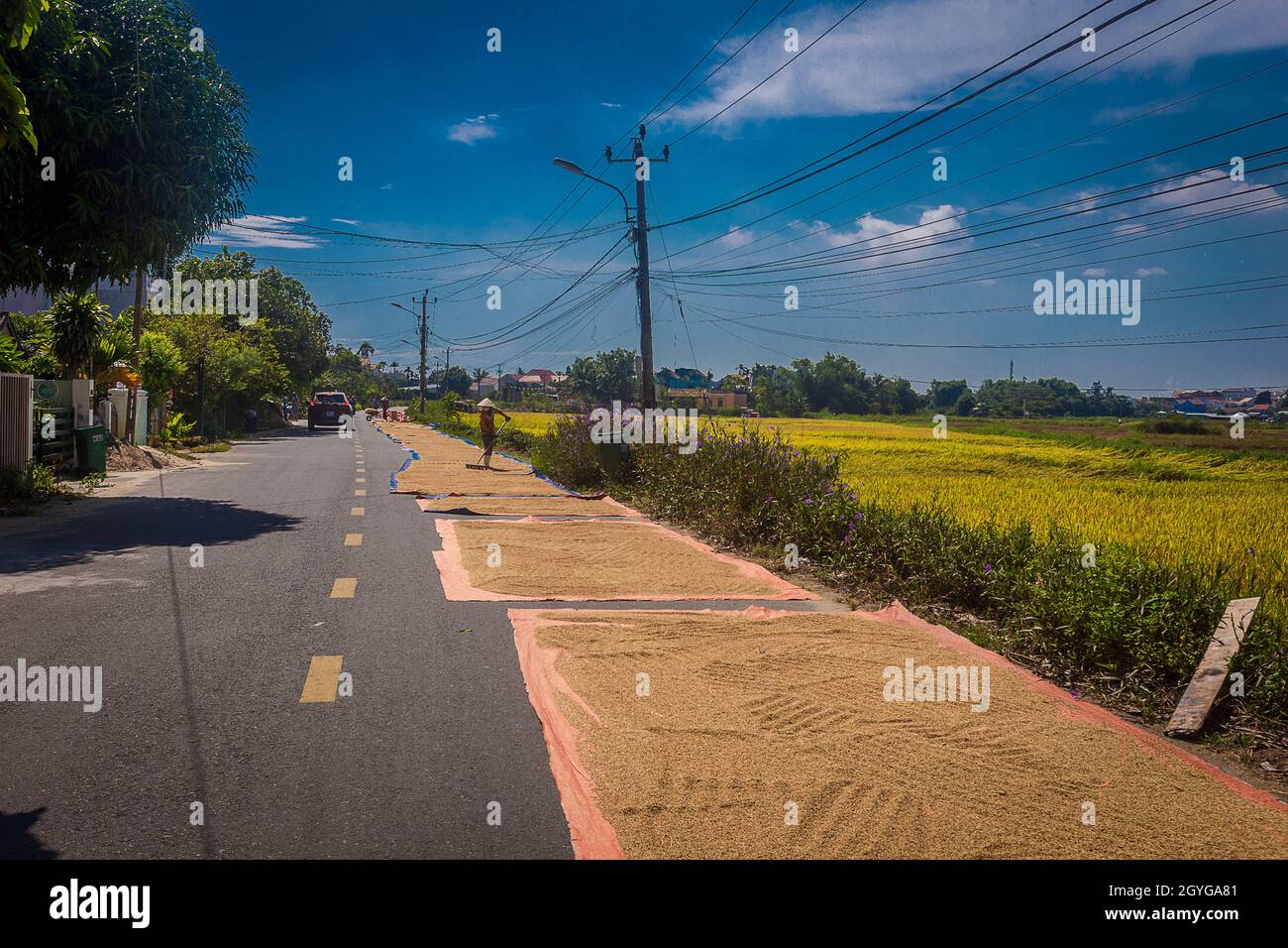 Rice farmers cover the road and spread the rice harvest out to dry out ...