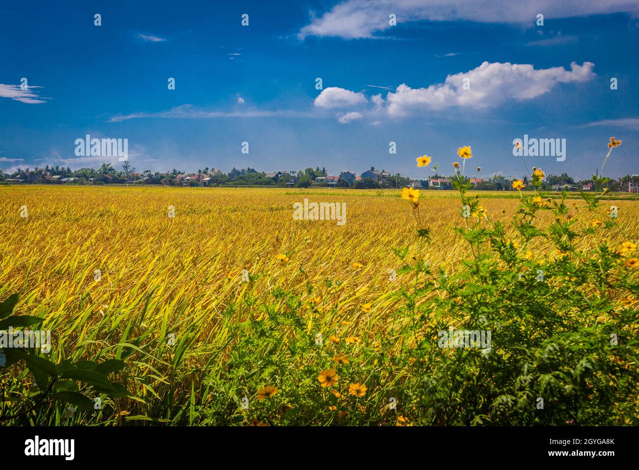 Hoi an rice field view from a cafe in the rice fields Stock Photo - Alamy