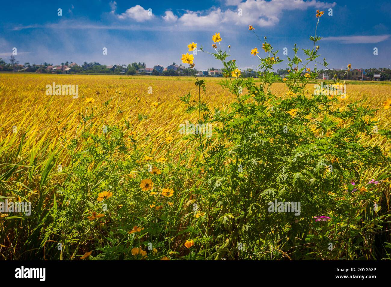 Hoi an rice field view from a cafe in the rice fields Stock Photo - Alamy