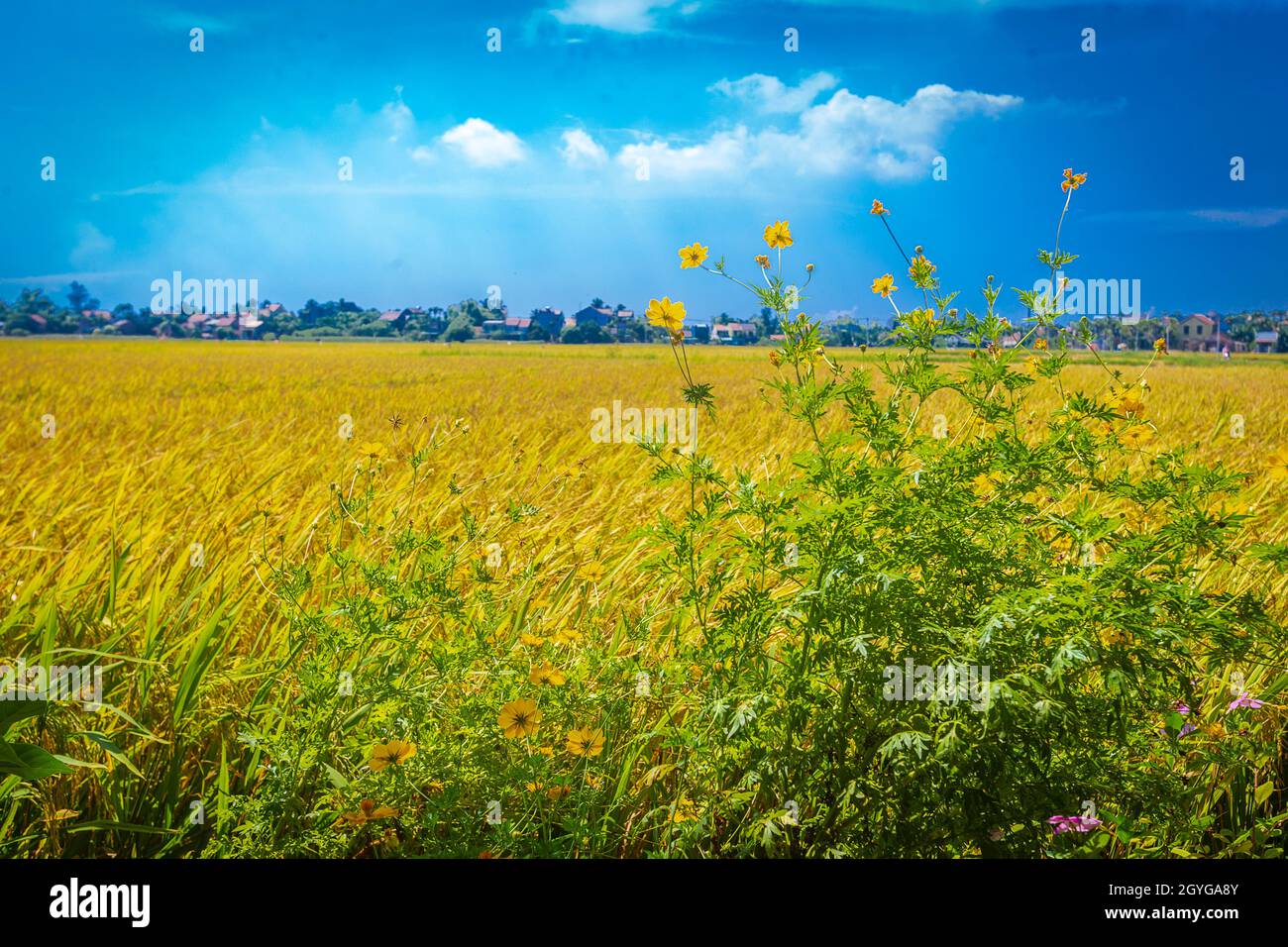 Rice field cafe hi-res stock photography and images - Alamy
