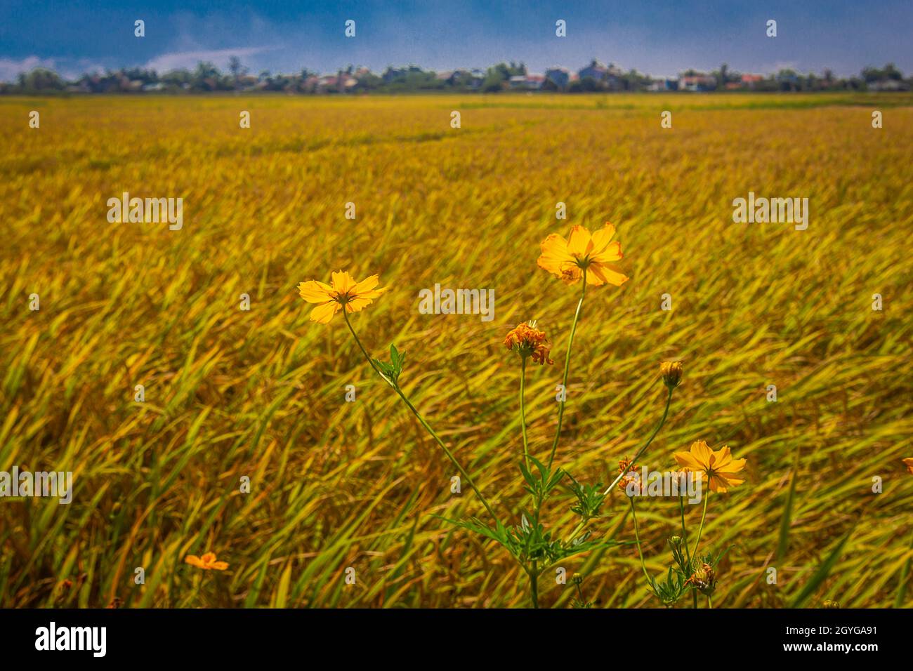 Hoi an rice field view from a cafe in the rice fields Stock Photo - Alamy