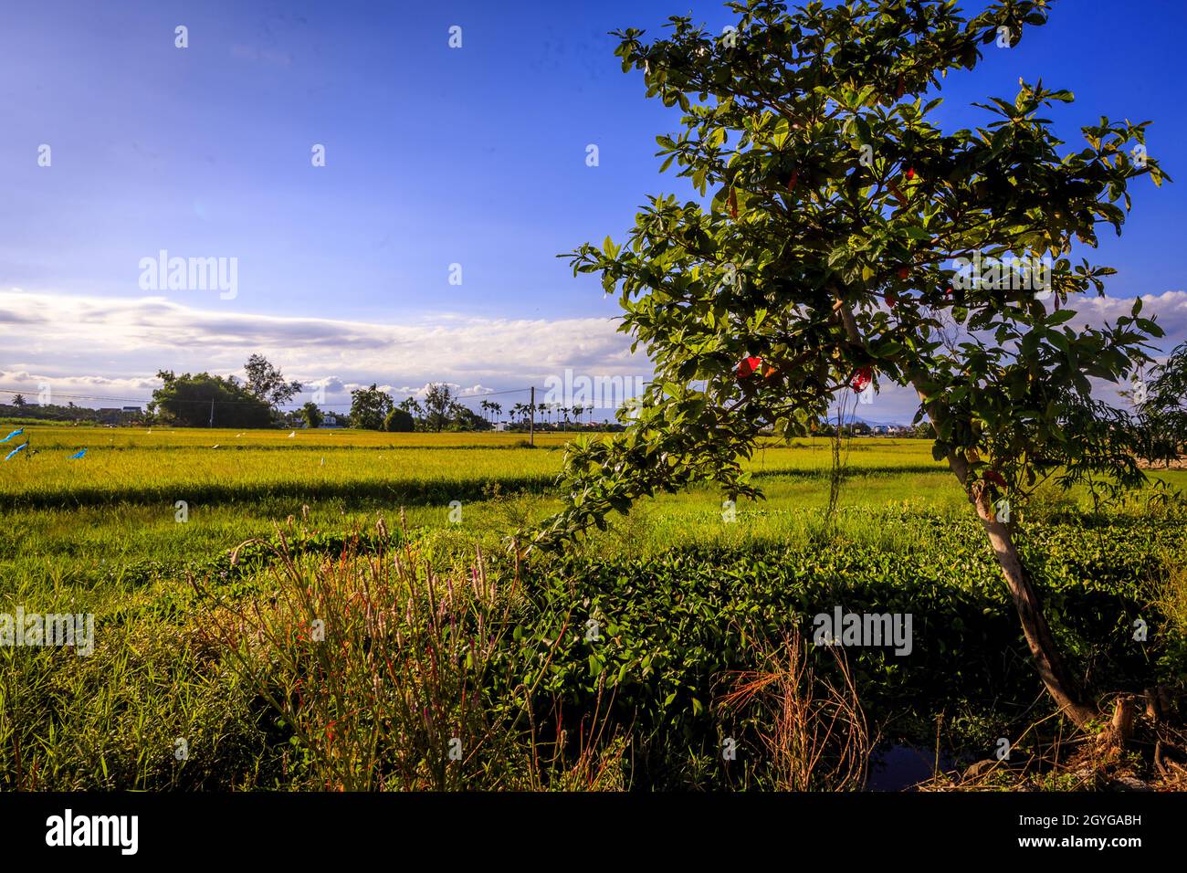 Landscape of a rice field with a tree in front Stock Photo - Alamy