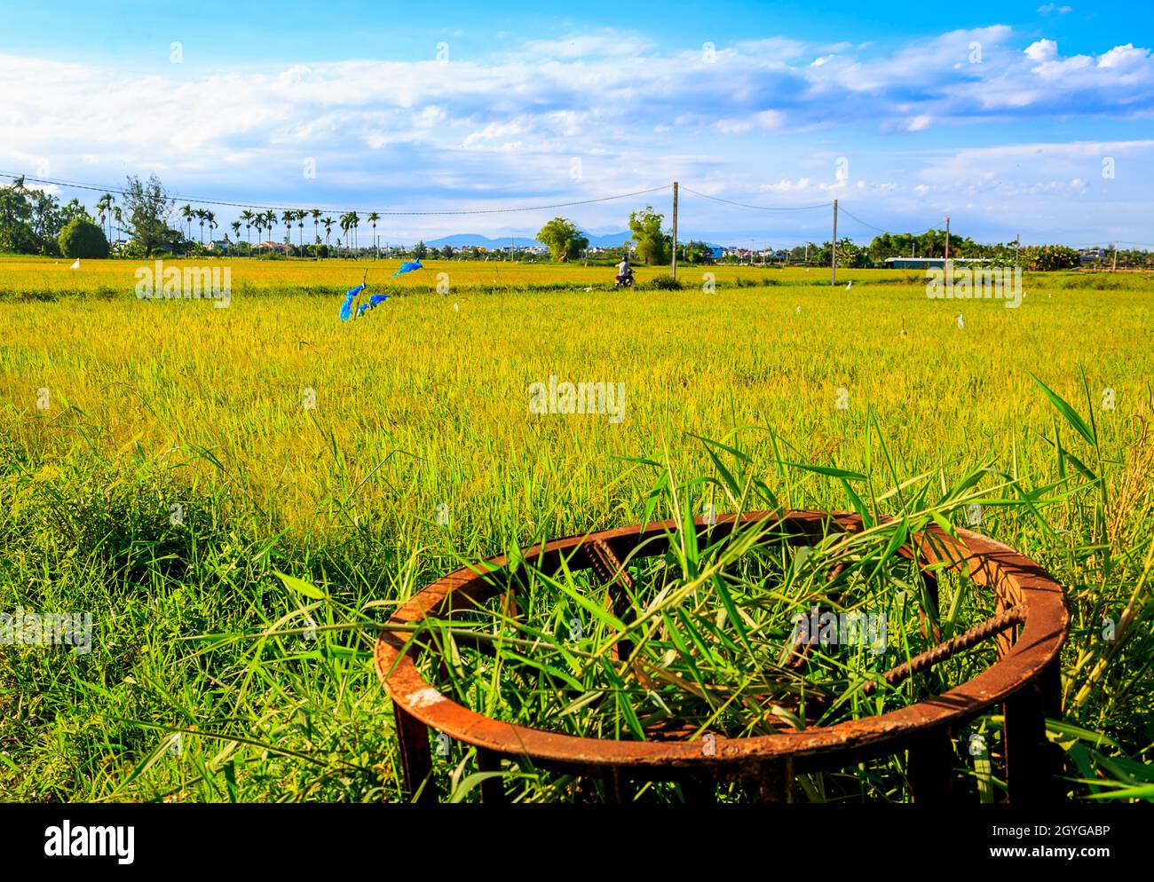 Hoi An rice field close to harvest time Stock Photo - Alamy