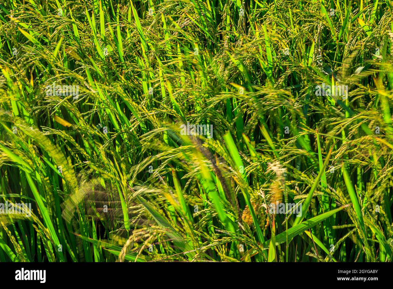 Close up of rice grass and grains in rice field of Hoi An Stock Photo ...