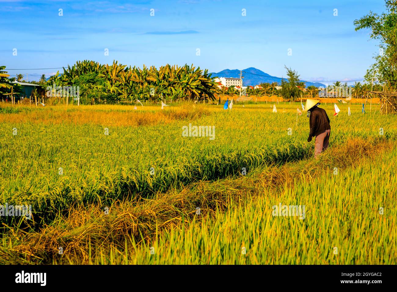 A rice farmer tending to his fields Stock Photo - Alamy