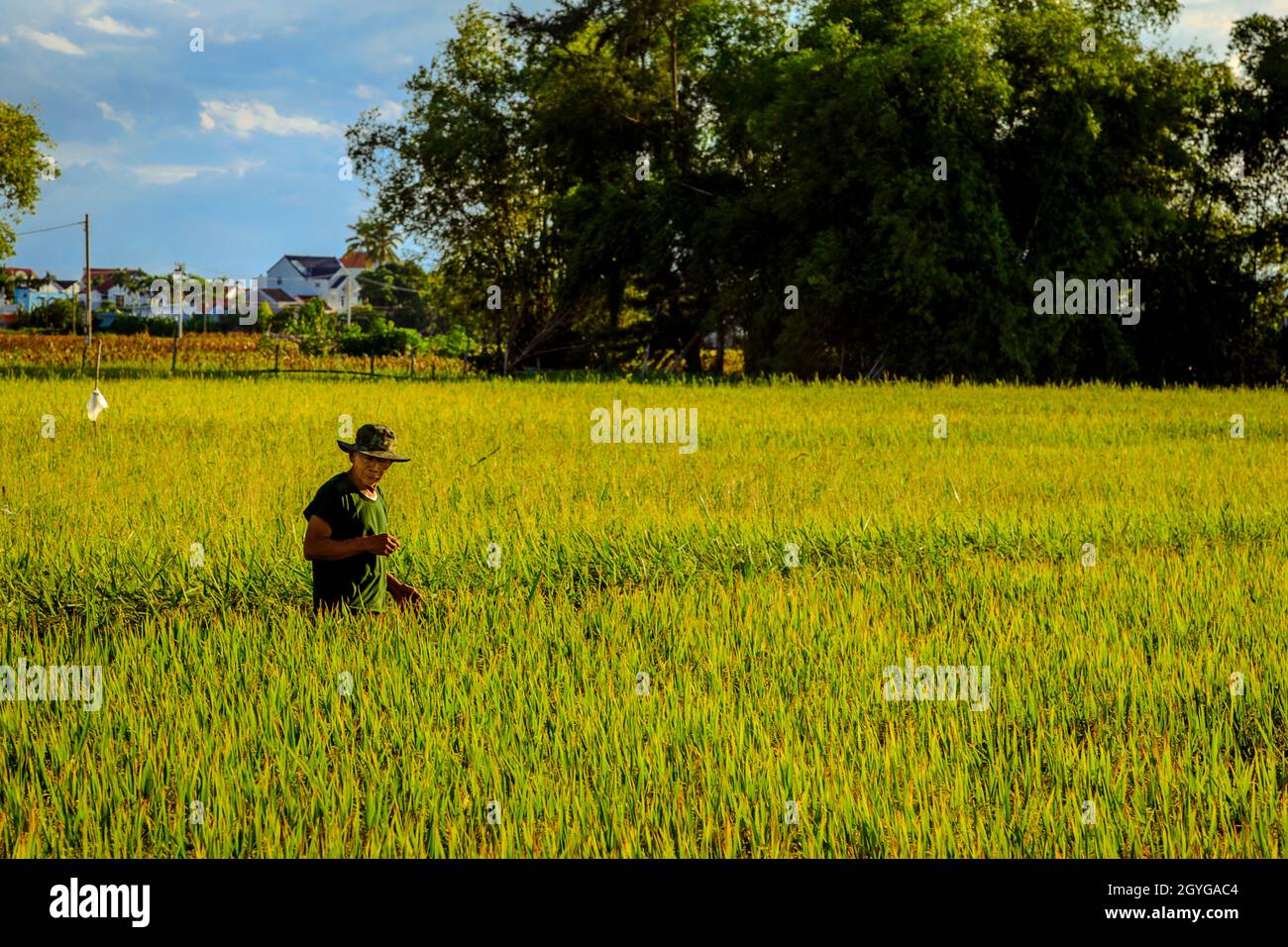 Hoi an rice fields hi-res stock photography and images - Alamy