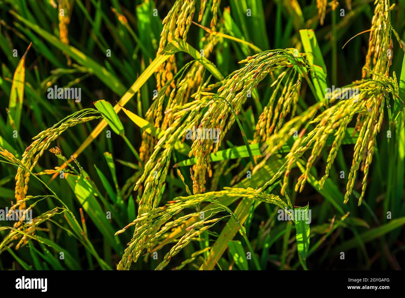 Golden grains hi-res stock photography and images - Alamy