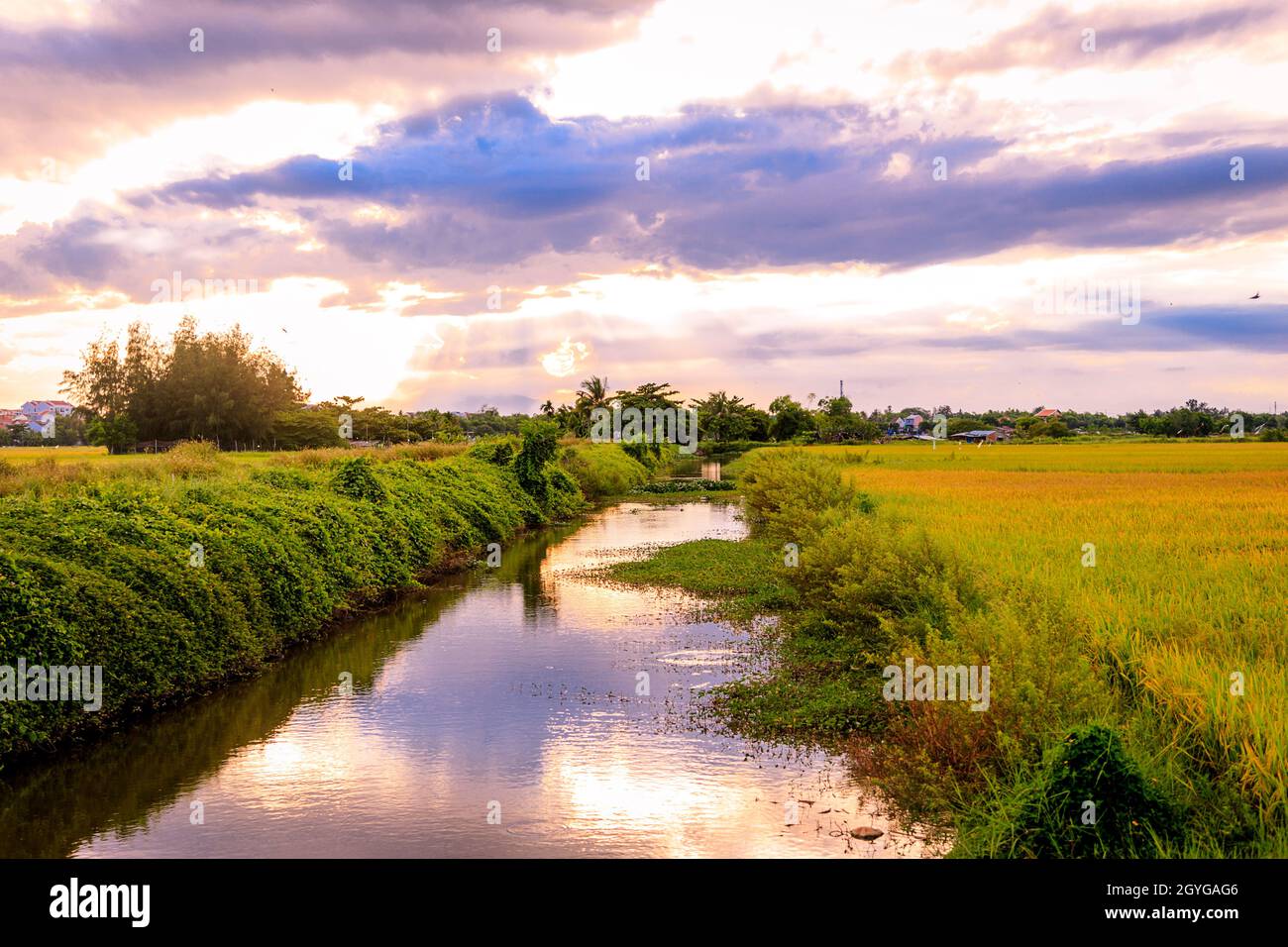 Irrigation canal at a rice field in Hoi An Stock Photo - Alamy