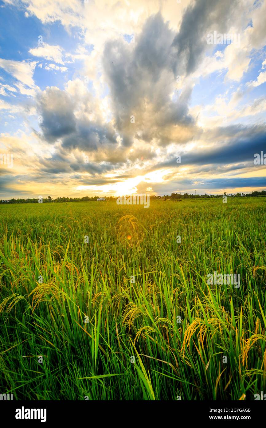 Rice field Sunset at Hoi An Stock Photo - Alamy