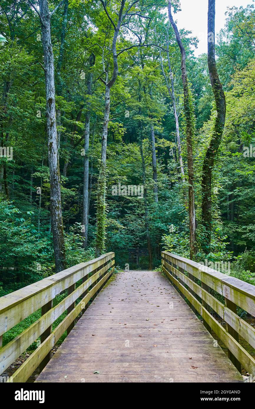 Wooden walking bridge leading into a forest of tall trees with moss ...