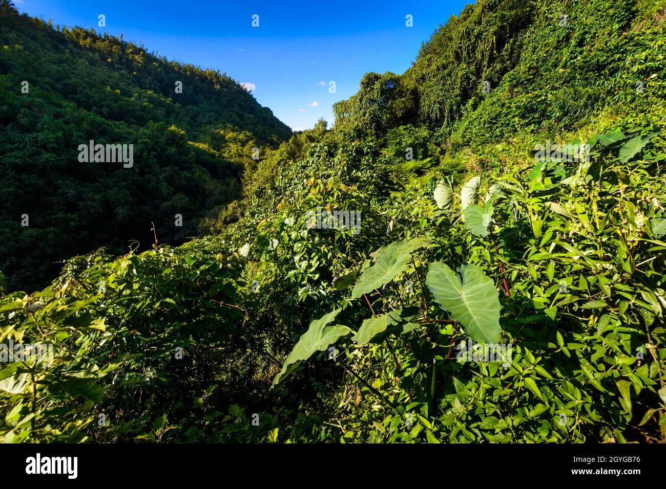 Green vegetation at Reunion Island during hiking Stock Photo - Alamy