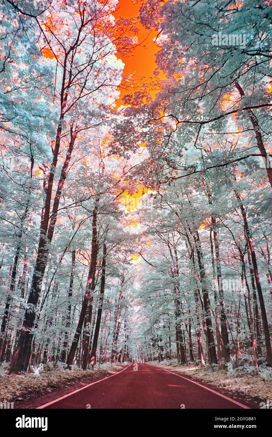 Infrared of tunnel of trees with red asphalt road orange and yellow sky ...