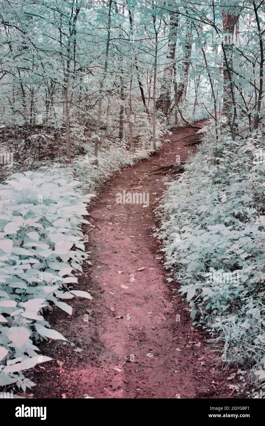 Pale forest hi-res stock photography and images - Alamy