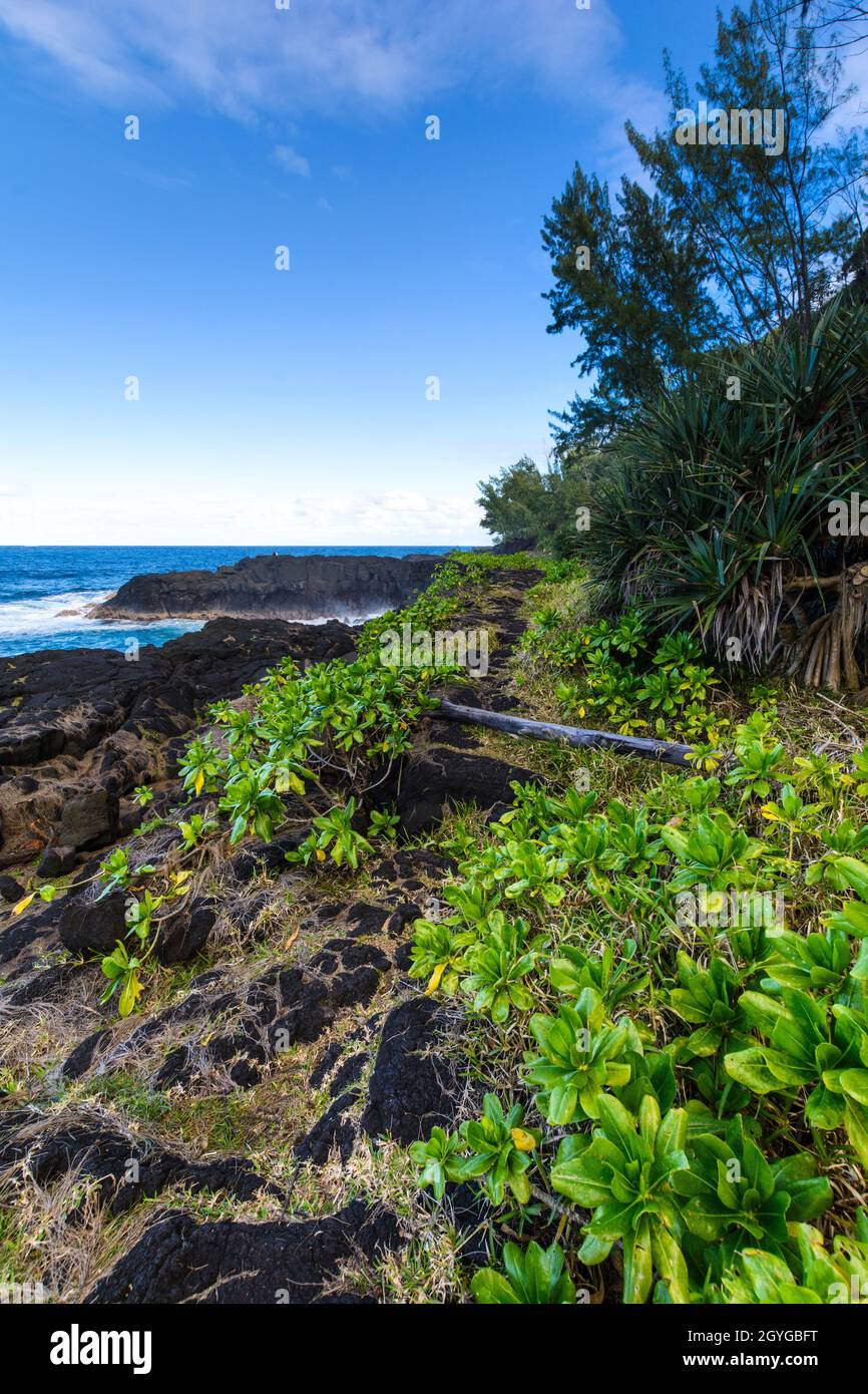 Nature and volcanic rocks in the south coast of Reunion Island during a ...