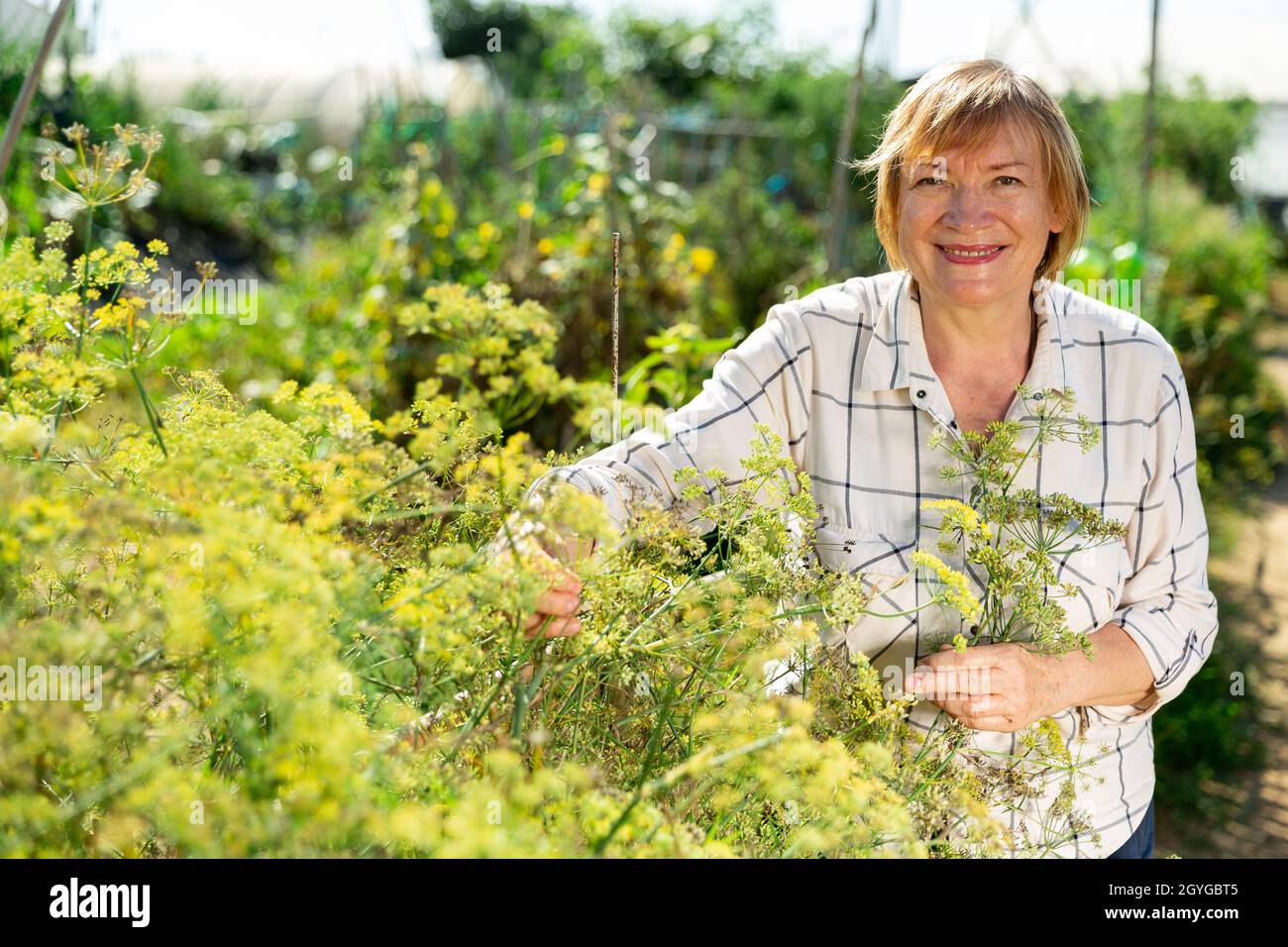 Gardener working in garden Stock Photo - Alamy