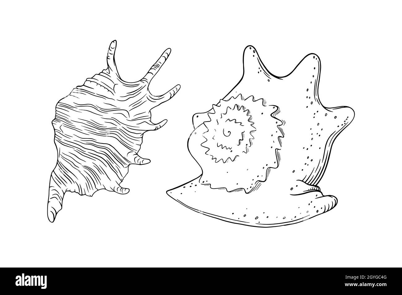 Spiral seashell and conch isolated in white background. Marine shells ...