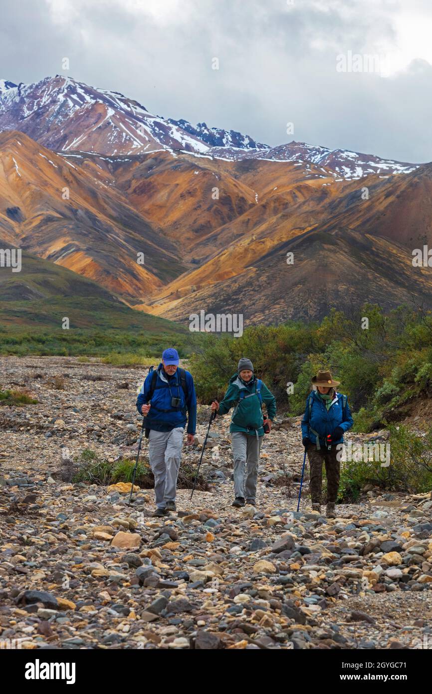 Hikers in the Polychrome area where streams drain the Toklat River ...