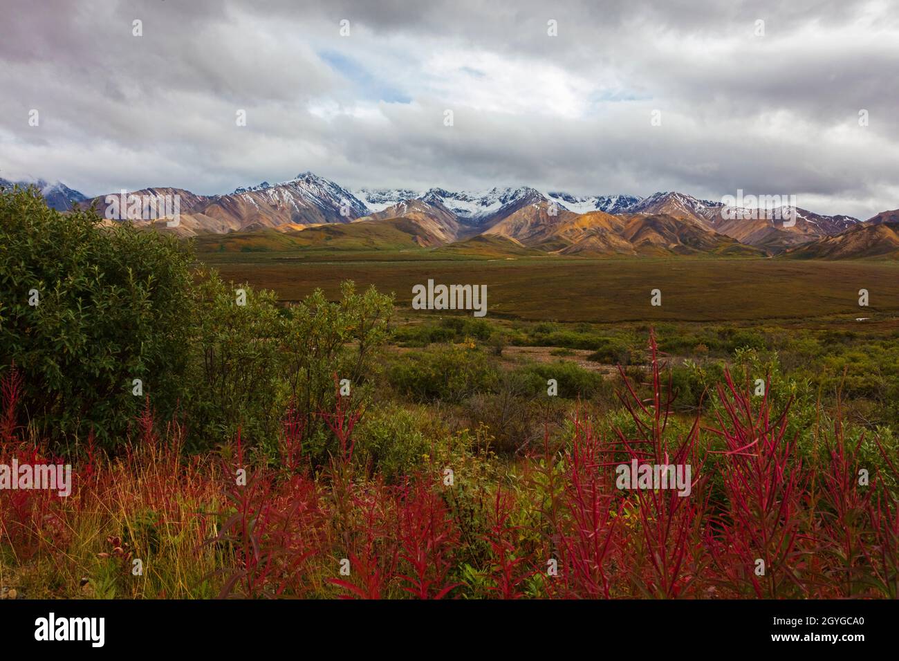 The POLYCHROME AREA (Unit 31) and the Toklat River Valley are unique ...