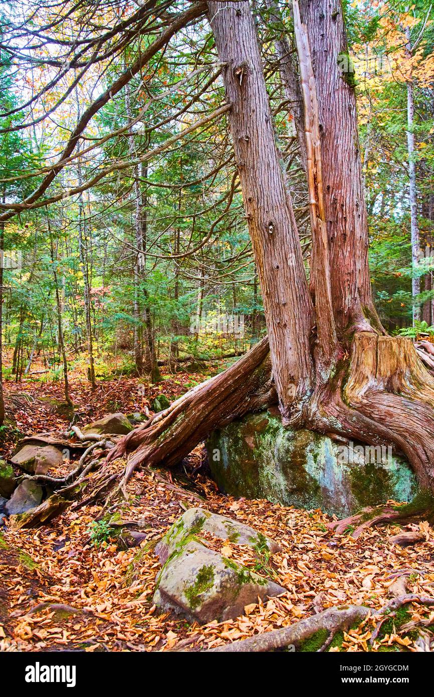 Twin combined trees growing atop giant bolder in a forest with fallen ...