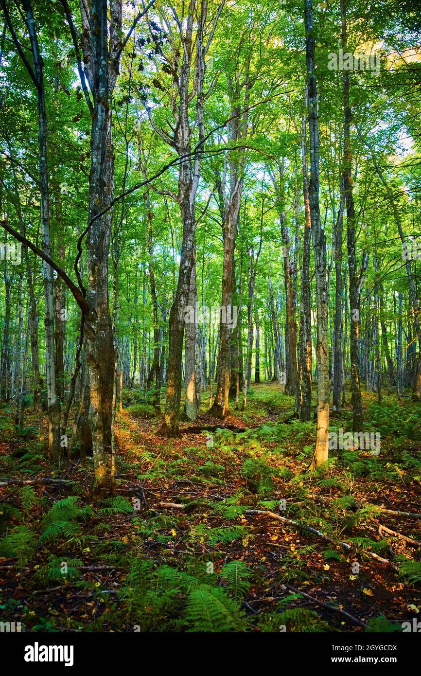 Tall and thin trees in a sparse green forest peaceful Stock Photo - Alamy