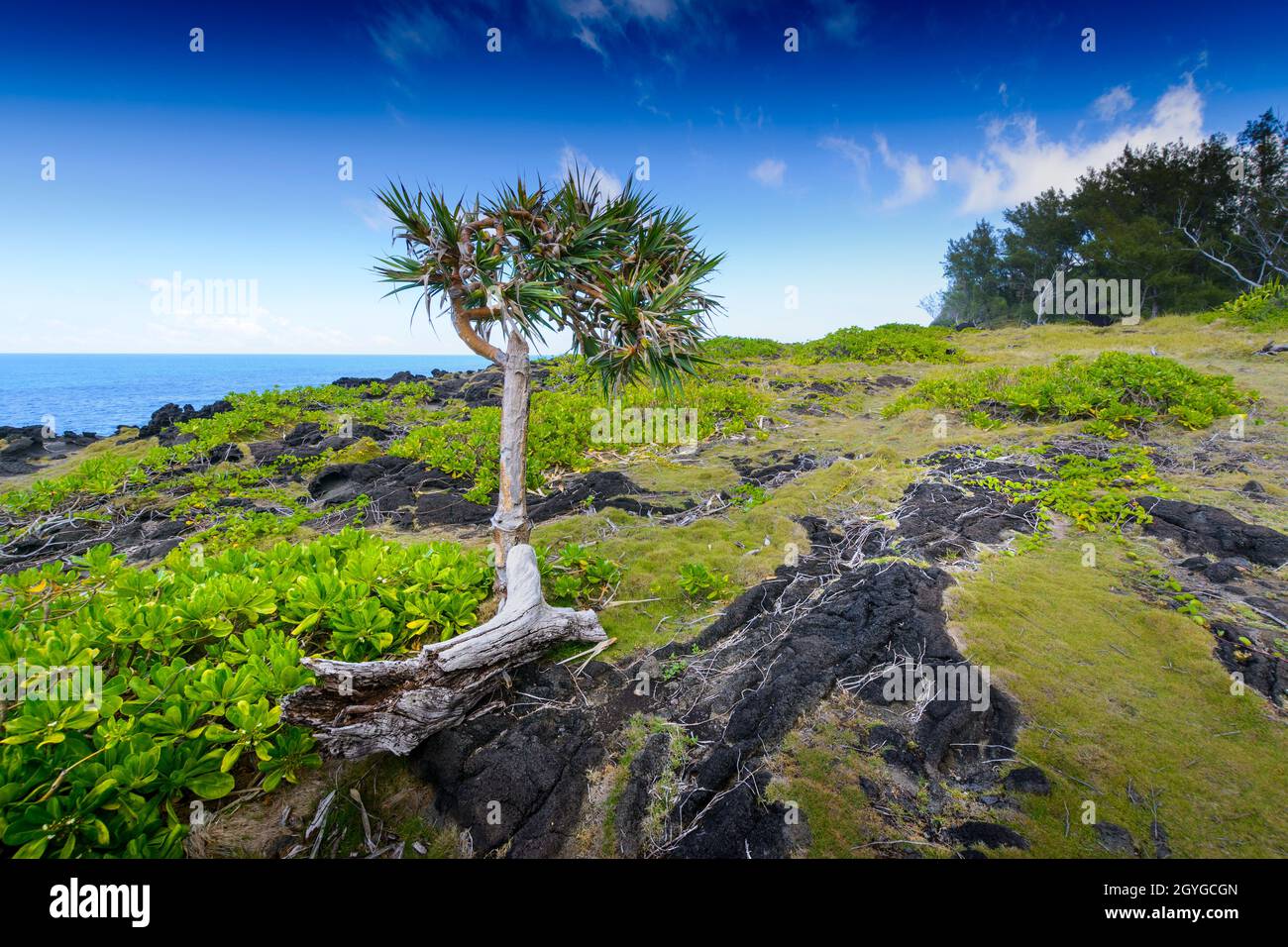 Typical landscape with volcanic rock at Reunion Island Stock Photo - Alamy